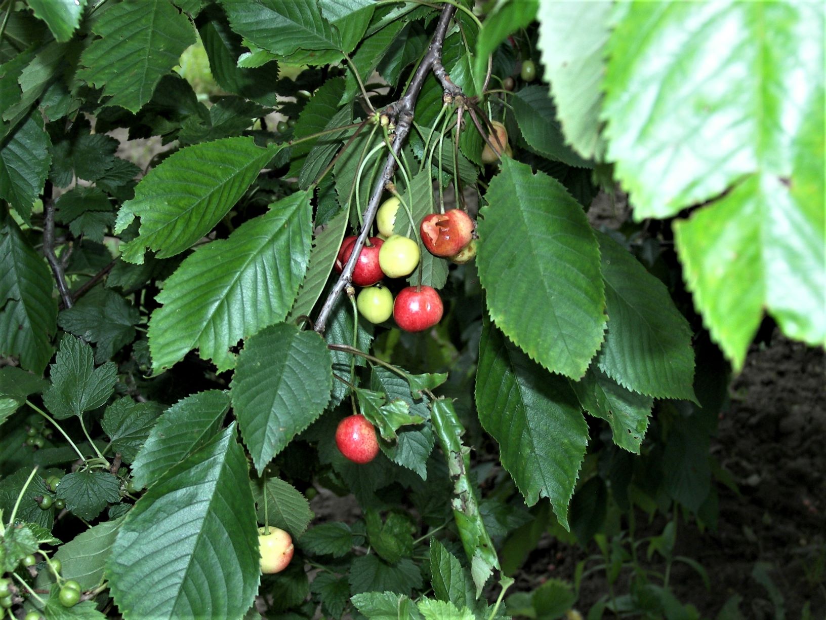 Čerešňa - Ecophyta